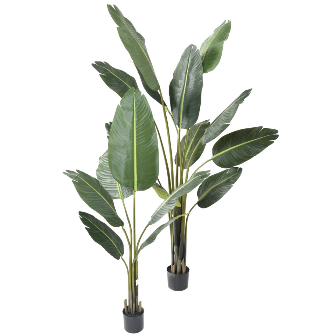 Travellers Palm Tree – LA FLORIE