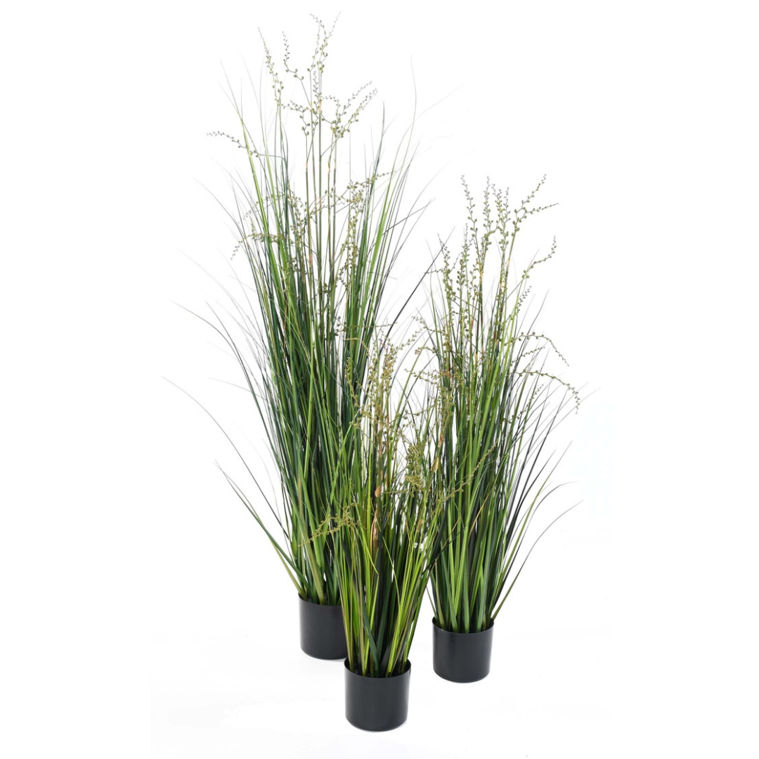 Onion grass – LA FLORIE