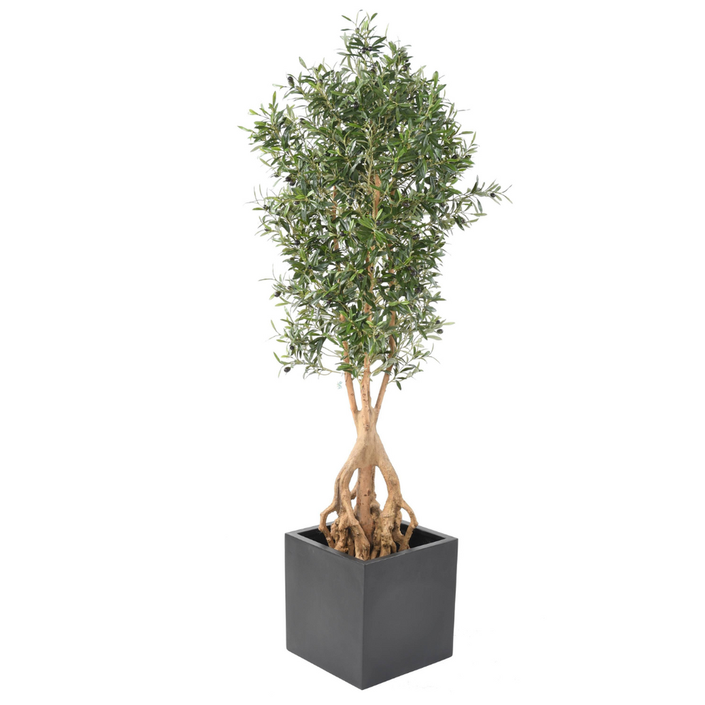 OLIVE TREE ROOT 175 – LA FLORIE